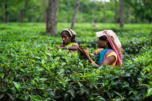 Assam Tea And Its Roots Of Origin