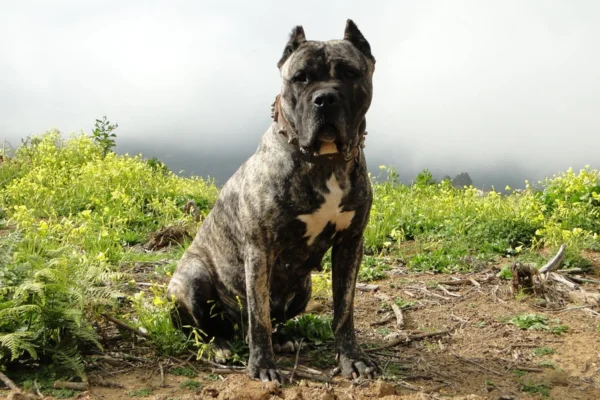 Karnataka High Court Stays Ban On Breeding Of 'Ferocious & Dangerous ...
