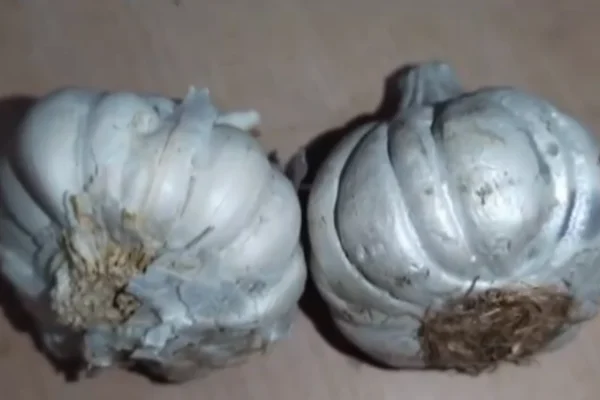 WATCH | Fake Garlic Made Of Cement Sold In Maharashtra’s Akola
