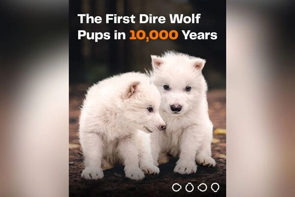 Scientists Resurrect 'Game Of Thrones' Fame Dire Wolf; Species Had Gone ...
