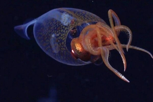 Colossal Squid Captured On Deep Sea Camera For The First Time