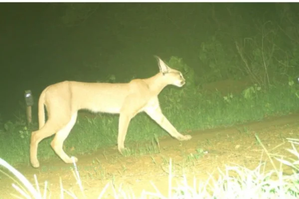 Caracal Spotted After Two Decades in MP, Signals Biodiversity Boost ...