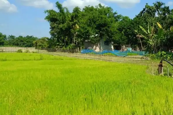 Assam's Irrigation Woes: A System in Disarray