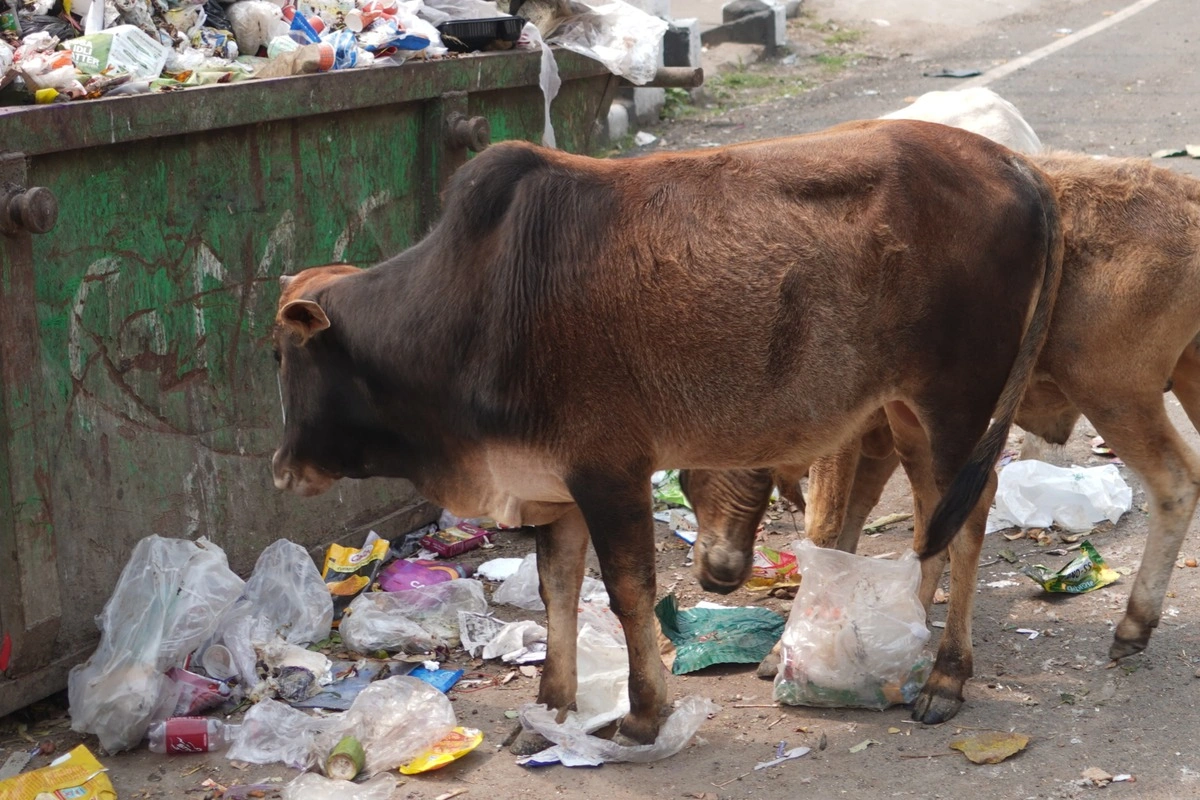 Assam’s Plastic Ban Fails as Single-Use Plastics Flood Streets and Drains