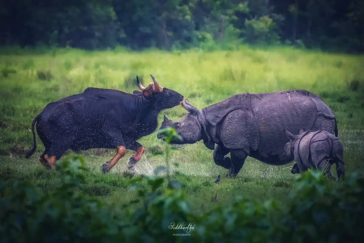 “Fleeting Moment of Raw Power”: Gaur and Rhino Clash at Assam’s Manas ...