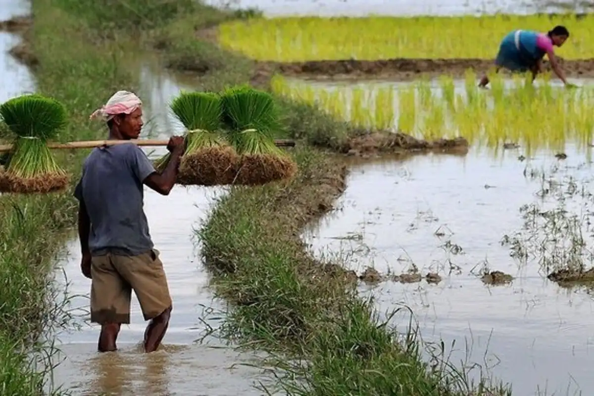Assam’s Marginal Farmers to Benefit from Amendments to Agricultural ...