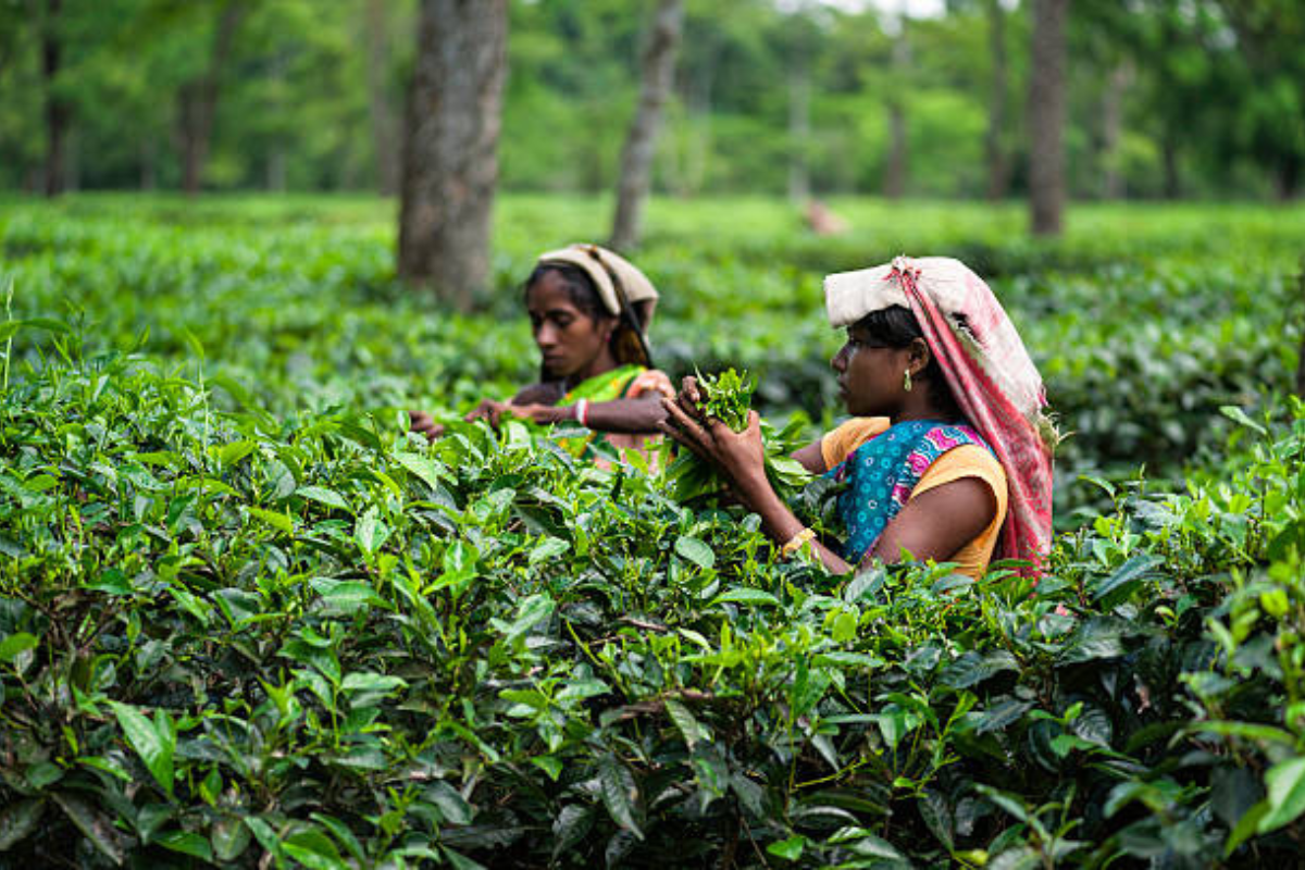 Assam Tea And Its Roots Of Origin