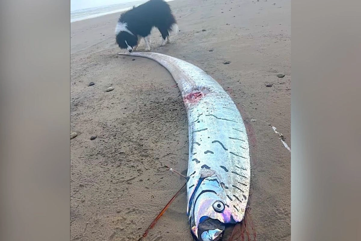 ‘Doomsday’ Fish Known for Warning About Incoming Natural Disasters ...