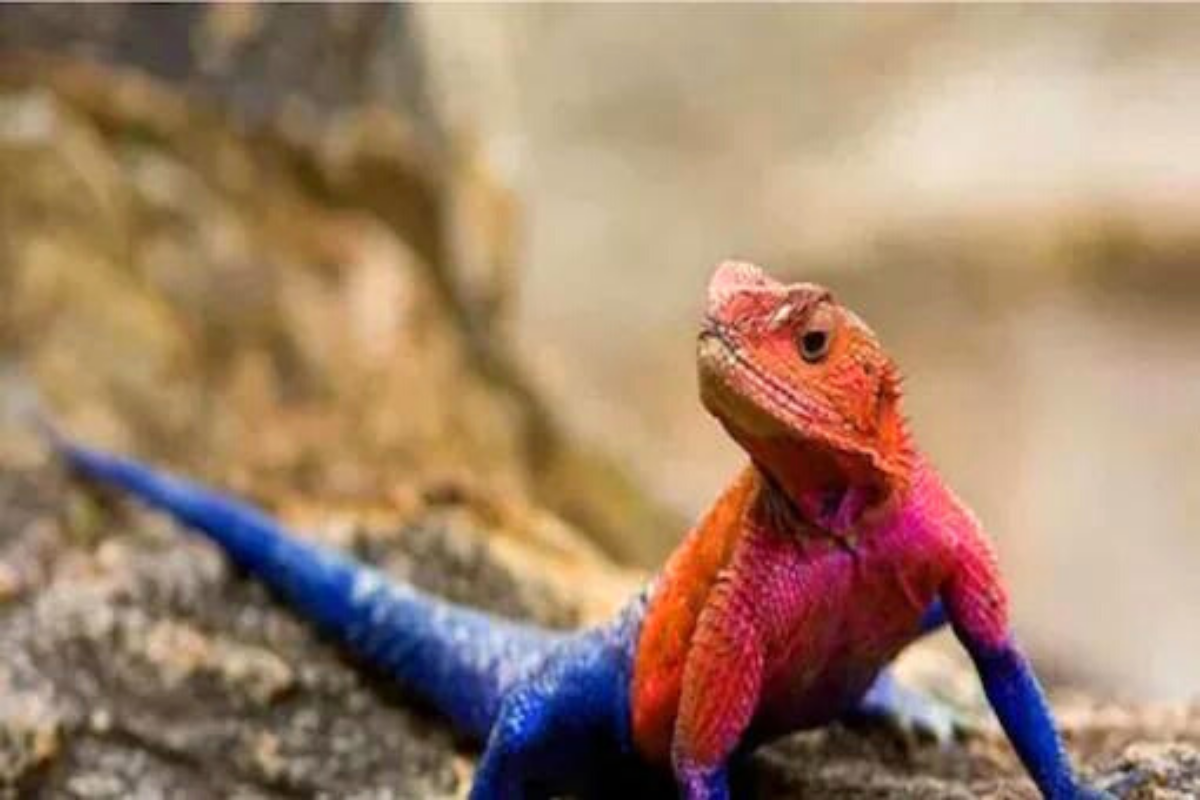 Chameleon ‘Dressed’ As Spider-Man Goes Viral