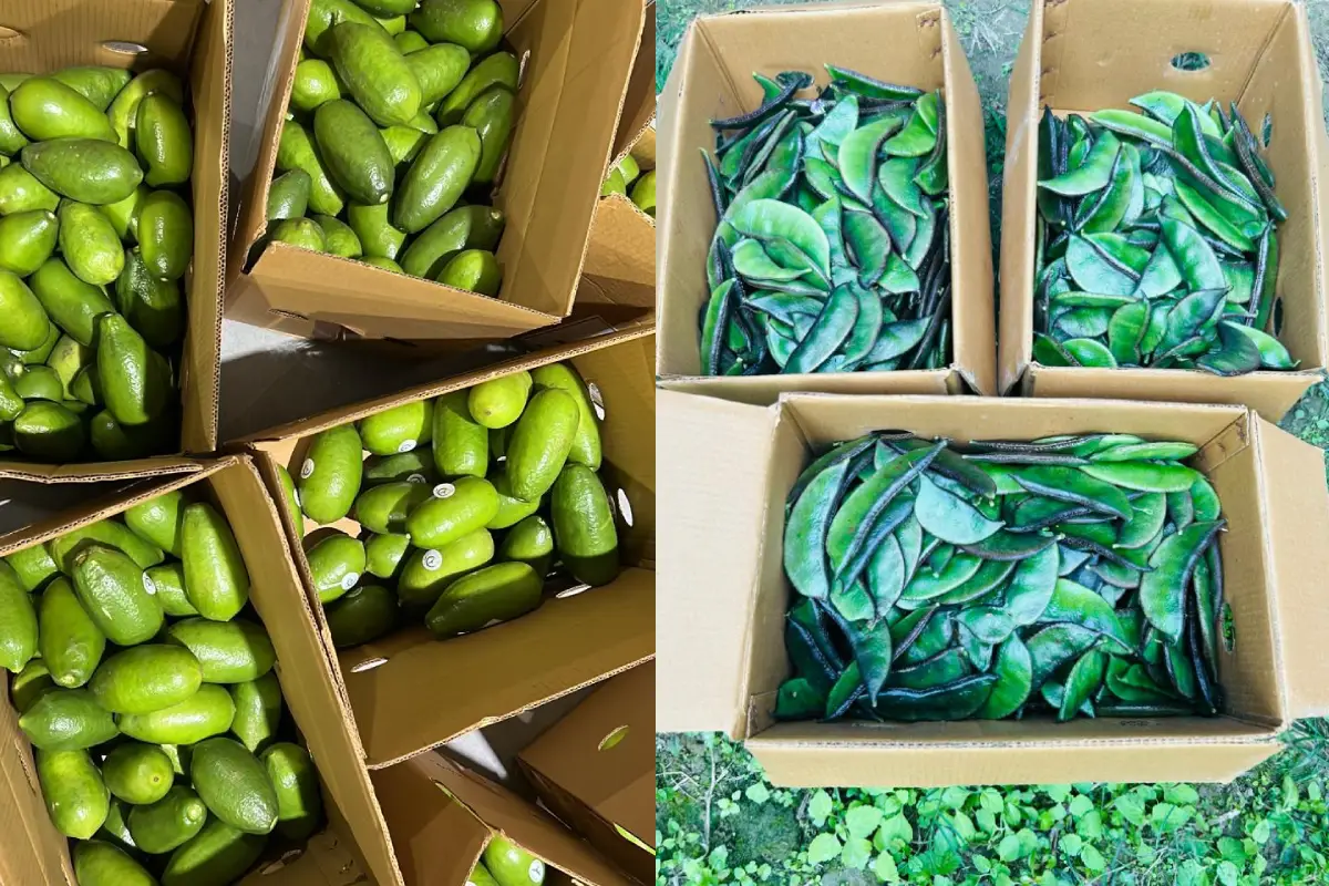 5,000 Kaji Nemu And 500 Kg Urohi Beans Shipped To London From Assam