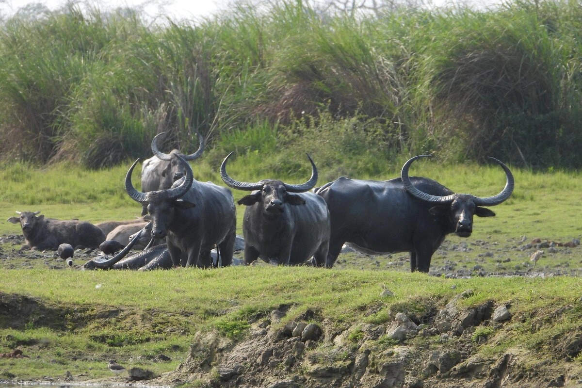 Assam to Get First Institute of Wildlife Health & Research in Dinjan