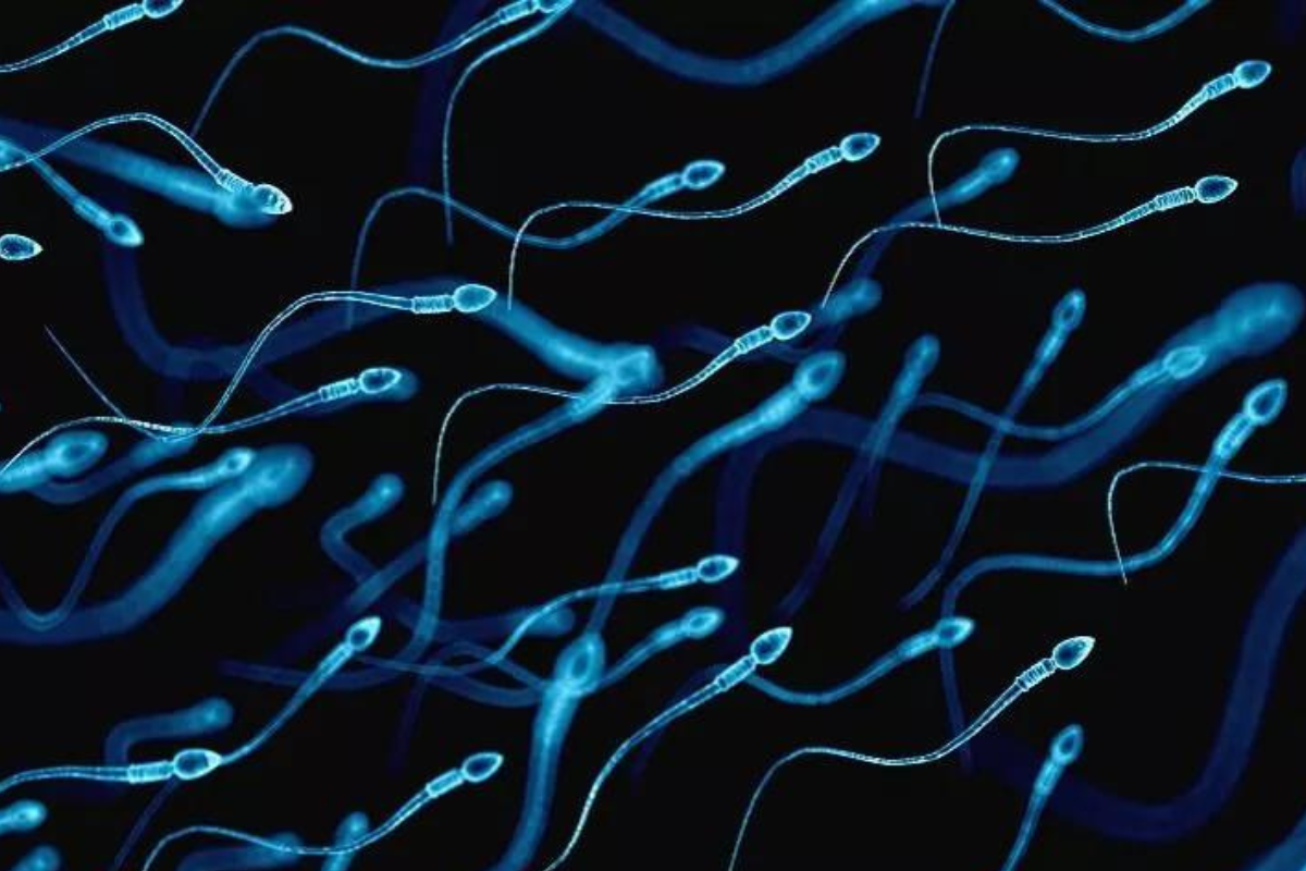 Global Decline Of Sperm Count Owing To Poor Lifestyle, Toxic Environment