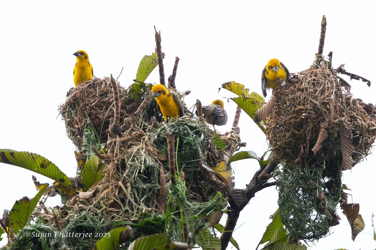 Successful Breeding of Finn's Weaver Spotted in Kaziranga