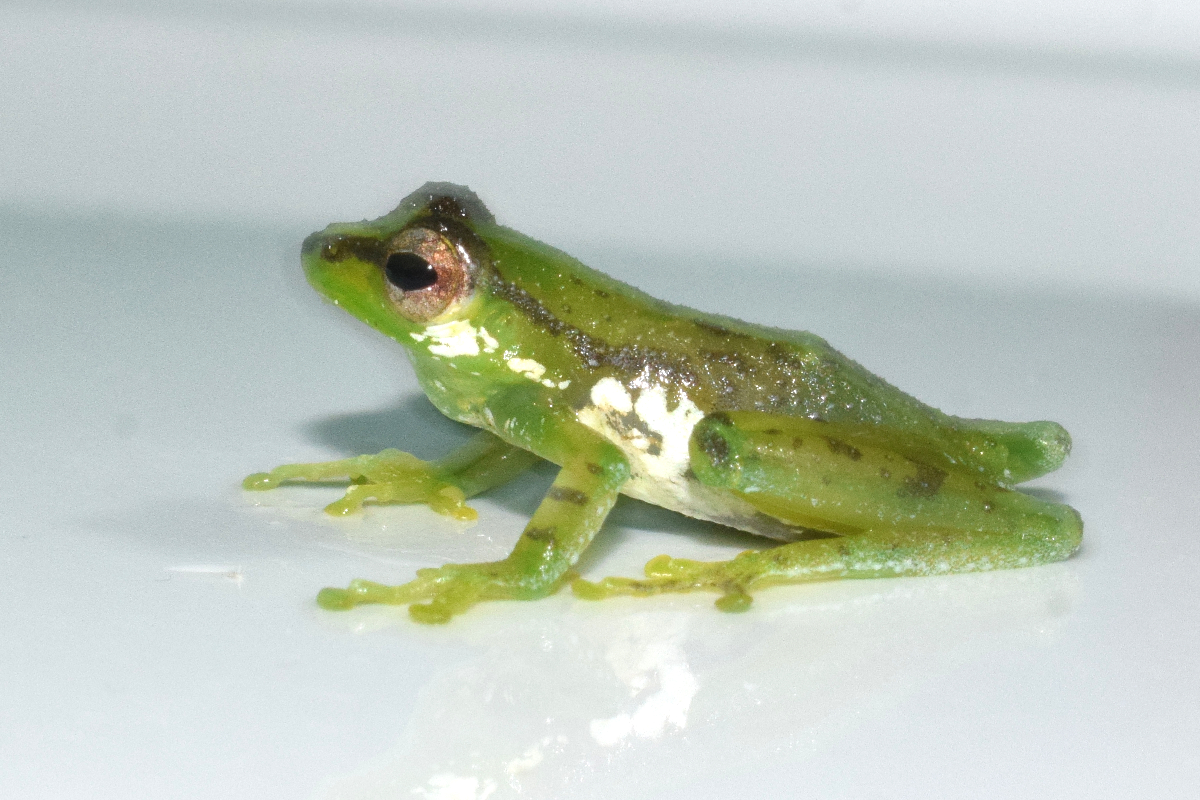Three New Frog Genera Discovered In Arunachal Pradesh