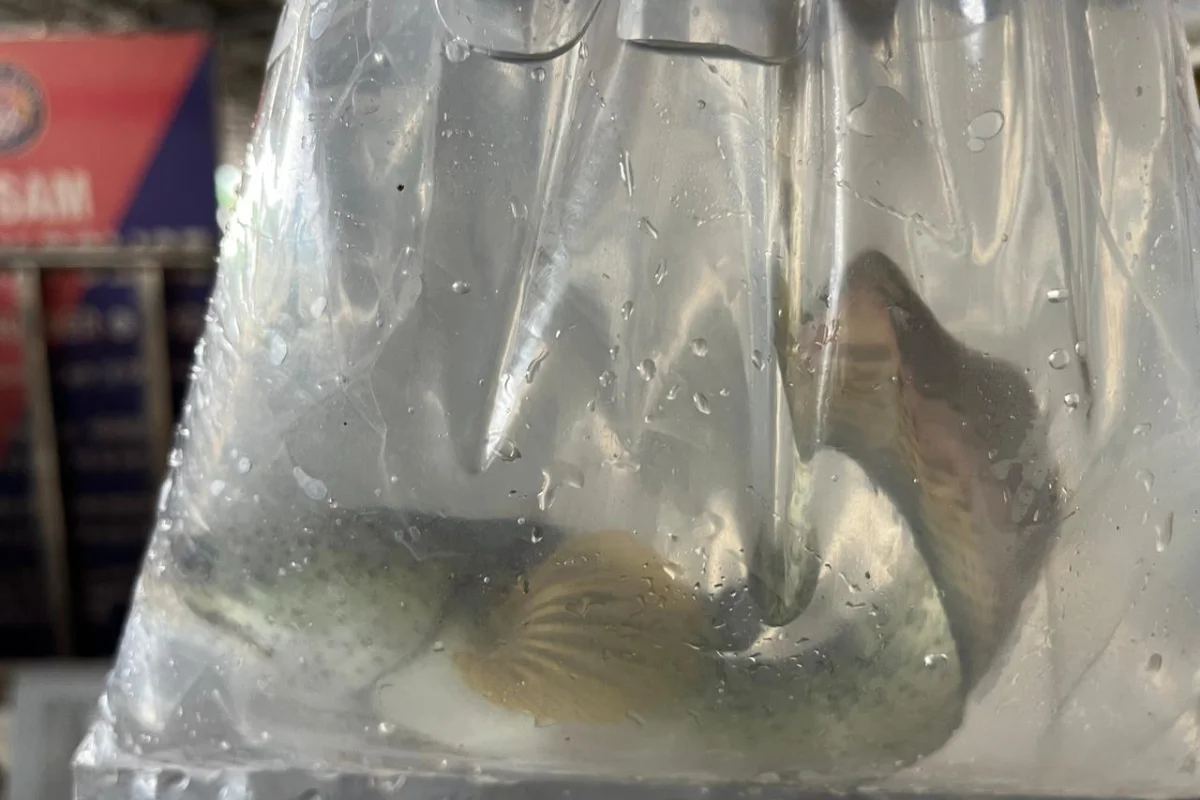 31 Critically Endangered Channa Barca Fish Recovered In Assam