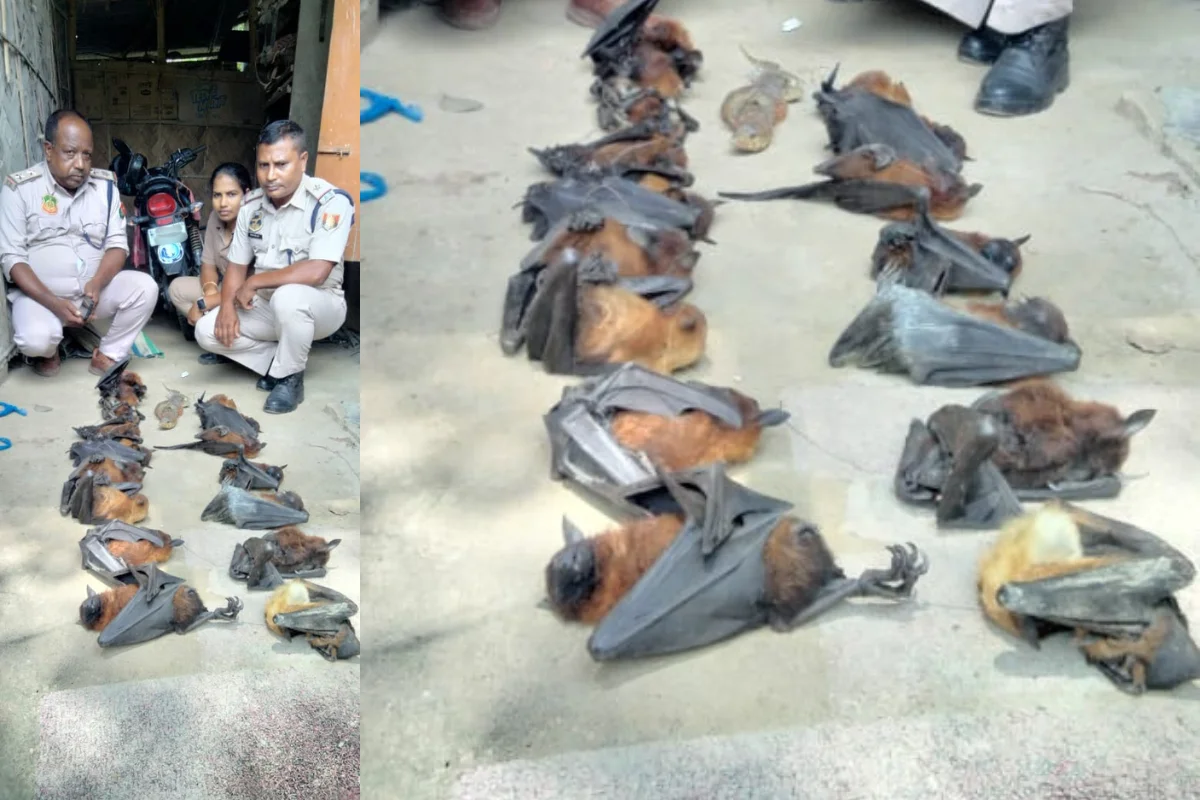 Bats and Monitor Lizard Seized in Assam’s Nalbari, Case Handed to ...
