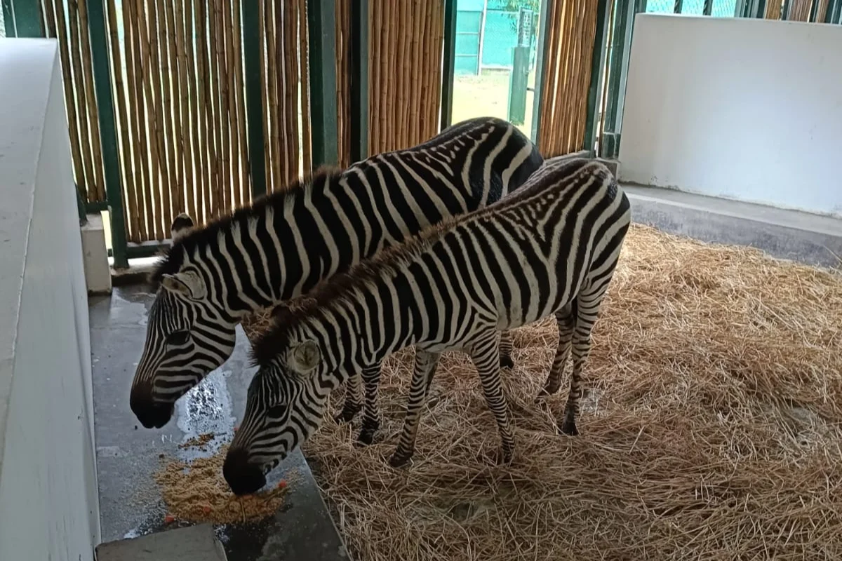 Zebra Dies At Assam State Zoo, Post-Mortem Report Awaited To Ascertain ...