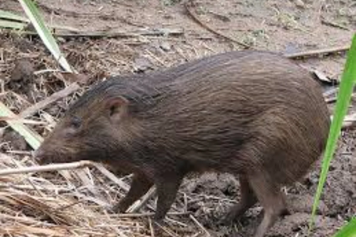 Rediscovered Pygmy Hogs Thrive In Assam's Barnadi Wildlife Sanctuary