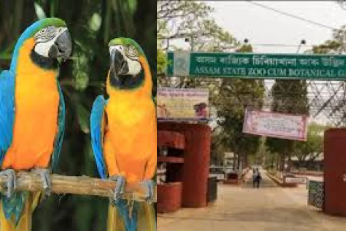 Assam Zoo Gets Exotic Bird, Animals In Exchange Programme