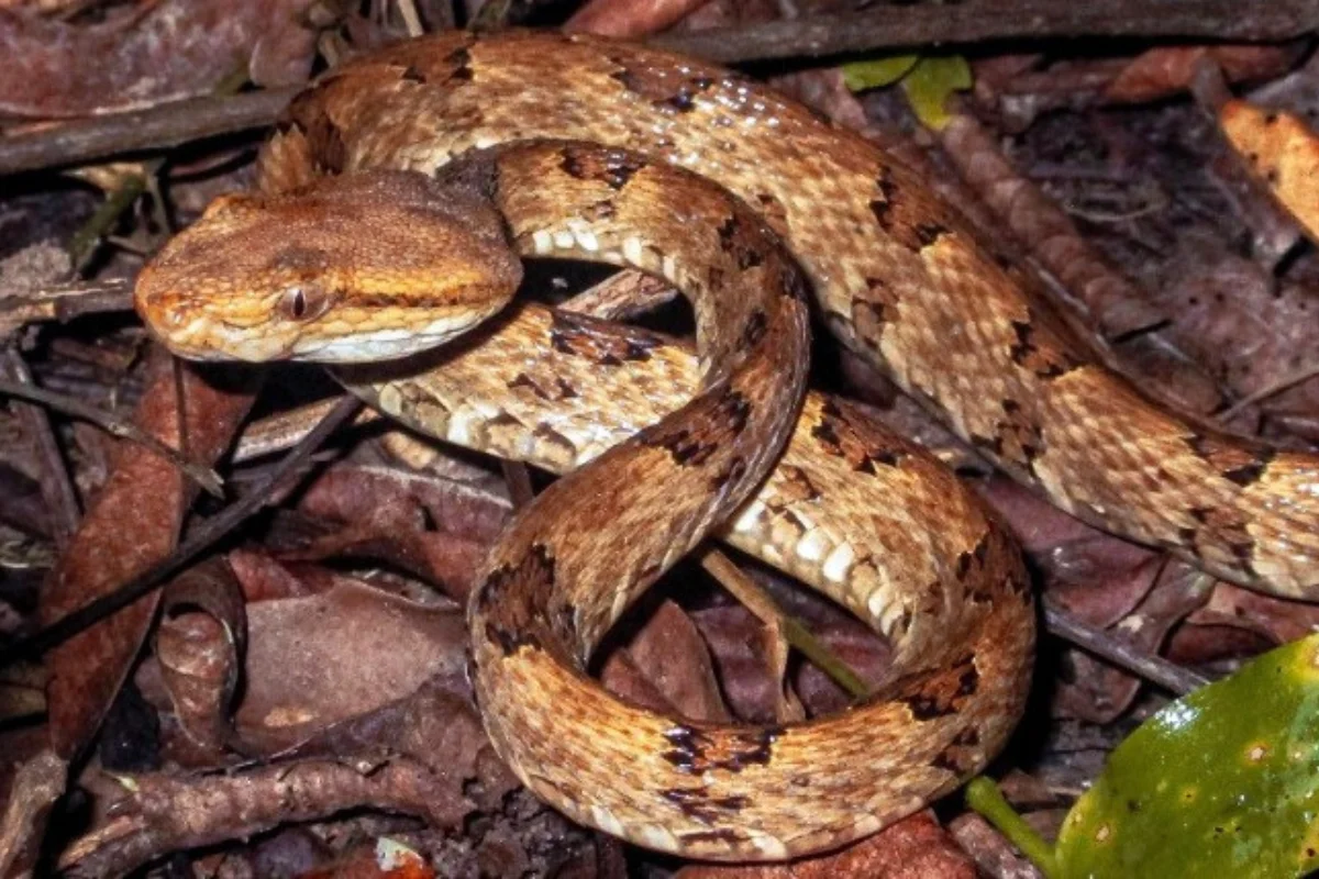 First Sighting of Rare Venomous Snake In Assam's Forests