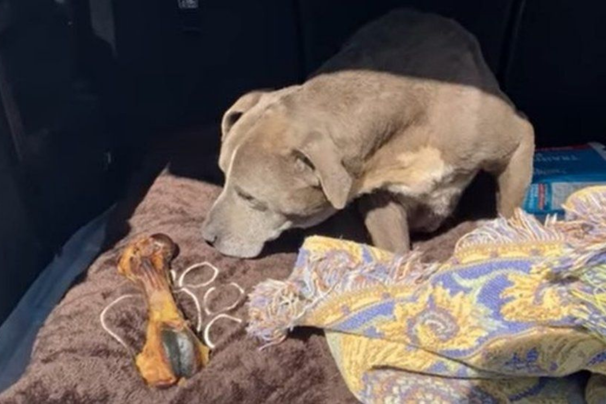 Dog Reunites With Owner After Missing For 12 Years