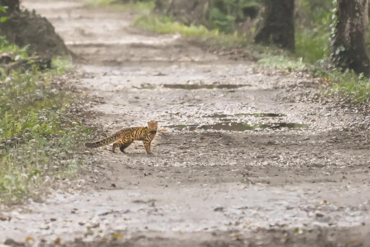 Marbled Cat Sighted in Assam’s Manas National Park
