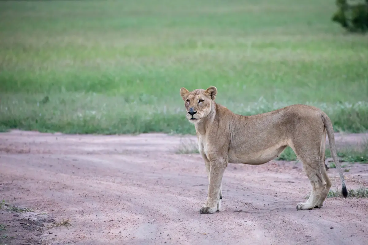Tripura Forest Official Suspended For Allegedly Naming Lion Pair Akbar ... Tripura Forest Official Suspended For Allegedly Naming Lion Pair Akbar ...
