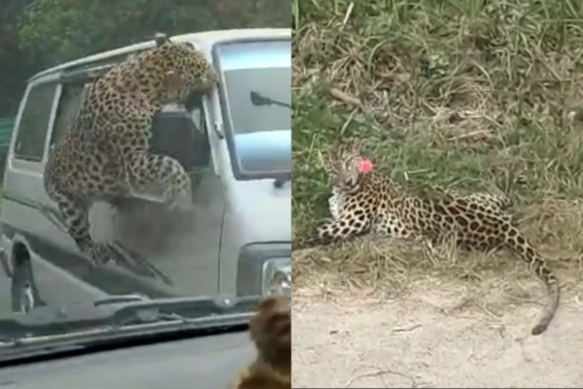 Assam: Recent Rise In Leopard Attacks A Result Of Encroachment, Says ...
