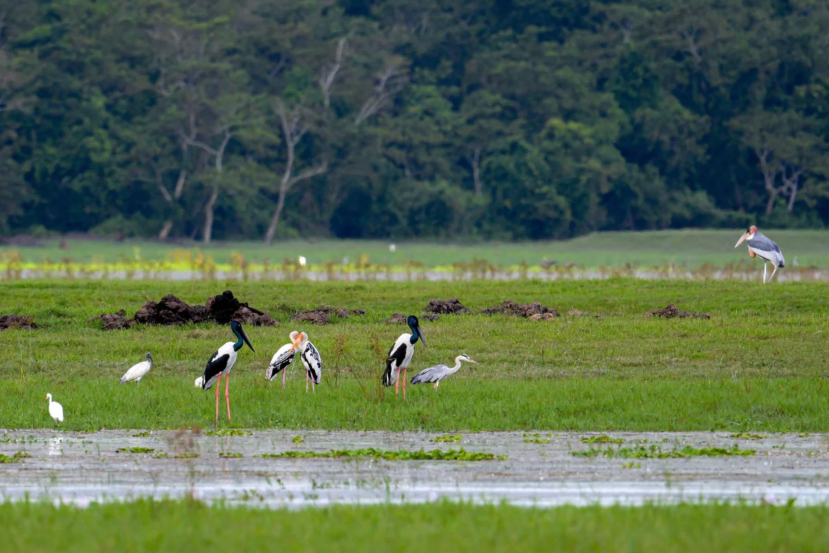 Rare Painted Storks Spotted in Assam’s Kaziranga After Years