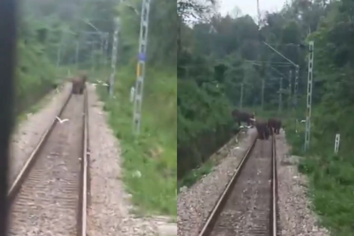 NFR’s Sikkim Mahananda Express Stopped In Time To Avoid Accident With ...