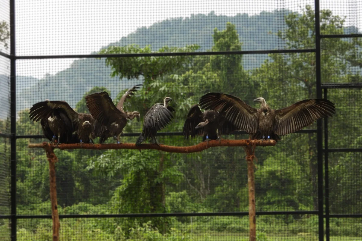 Six White-Rumped Vultures Move to New Release Aviary in Assam’s Nalapara