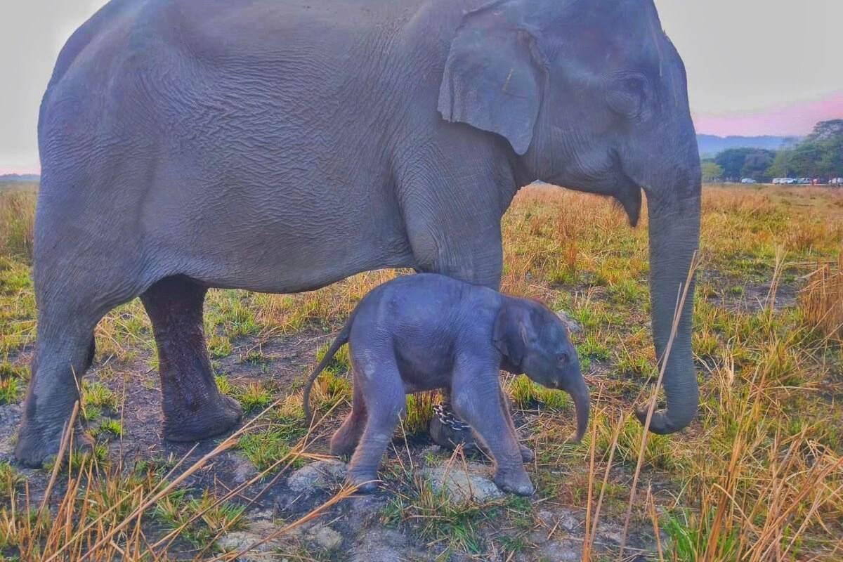 New Elephant Calf ‘Gauri’ Born In Assam’s Kaziranga National Park