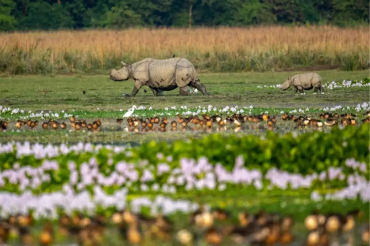 Assam's Pobitora Wildlife Sanctuary Records Zero Human-Animal Conflict ...