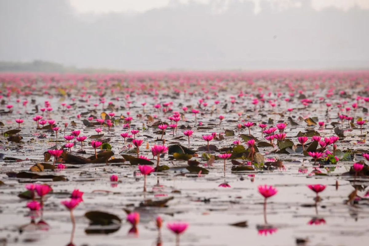 Urpad Beel In Assam To Be Declared As A Conservation Reserve And ...