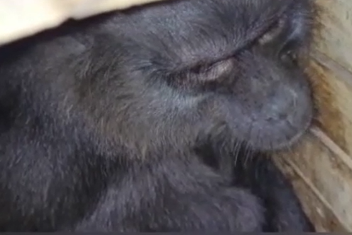 A Breed Of Endangered Ape Like Animals Rescued In Assam