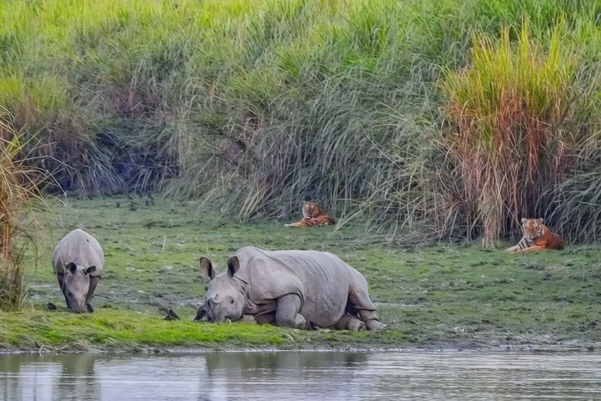Rare Photo of Tiger and Rhino Together Highlights Kaziranga’s ...