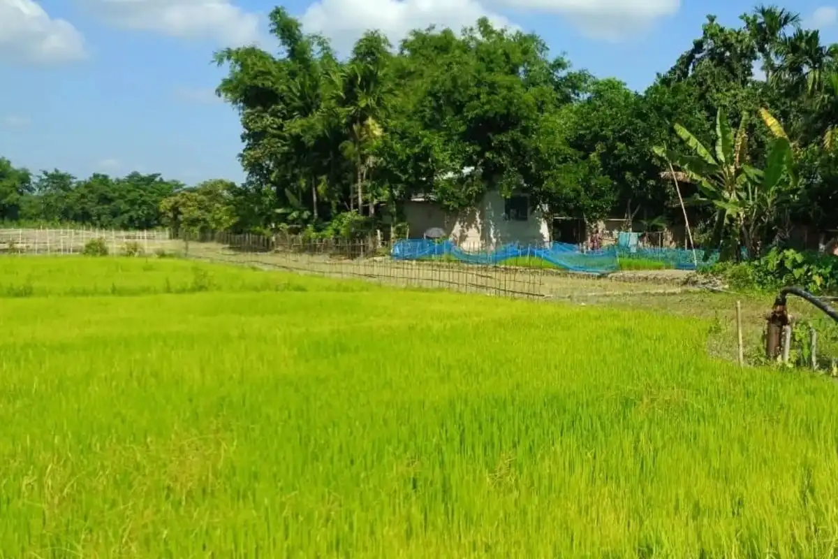 Assam's Irrigation Woes: A System in Disarray