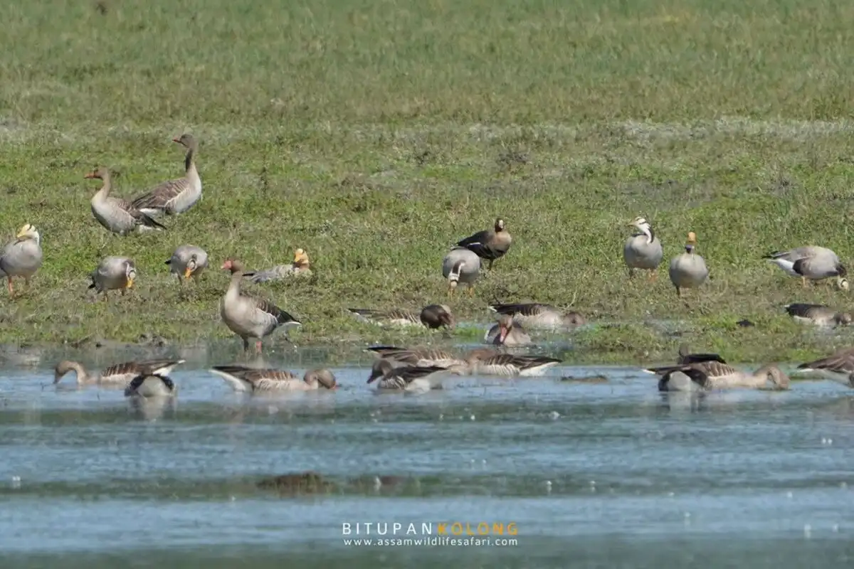 Rare Migratory Bird ‘Greater White-fronted Goose’ Spotted in Kaziranga ...