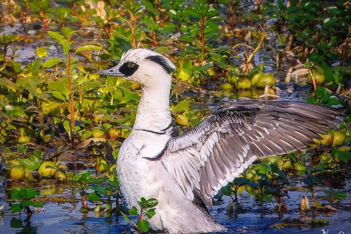Rare Smew, Other Migratory Birds Spotted at Kaziranga and Laokhowa ...