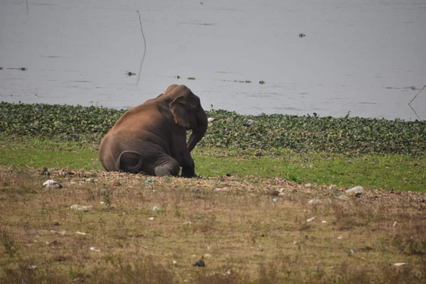 Assam’s Human-Elephant Conflict Mitigation Option